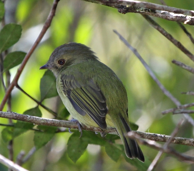 Foto fruxu (Neopelma chrysolophum) Por Antonio Vilela | Wiki Aves - A ...