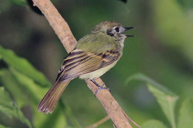 Foto cabeçudo (Leptopogon amaurocephalus) Por Roberto Gallacci | Wiki ...