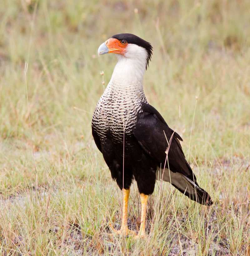 Foto carcará (Caracara plancus) Por Marcelo Camacho | Wiki Aves - A ...