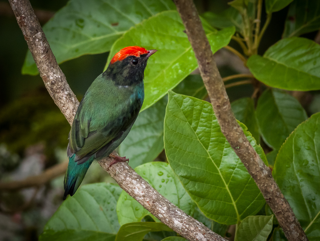 Foto tangará (Chiroxiphia caudata) Por Kacau Oliveira | Wiki Aves - A ...