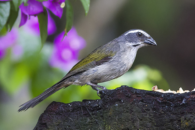 trinca-ferro (Saltator similis) | WikiAves - A Enciclopédia das Aves do ...