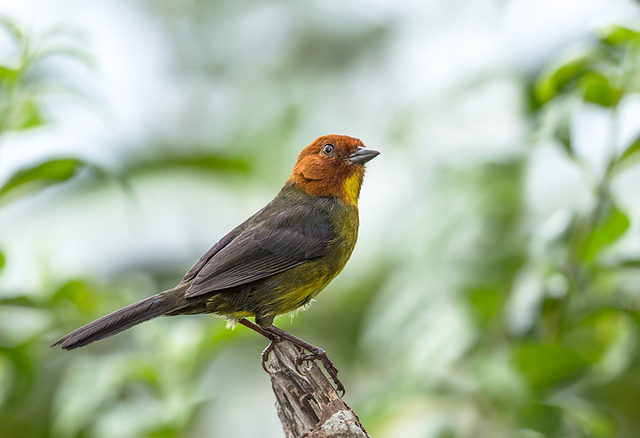 tico-tico-do-tepui (Atlapetes personatus) | WikiAves - A Enciclopédia ...