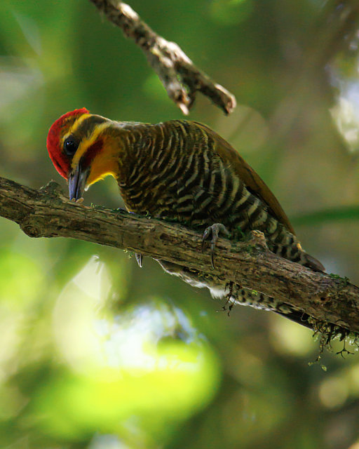 Foto pica-pau-dourado (Piculus aurulentus) Por Rafael Mattos | Wiki ...
