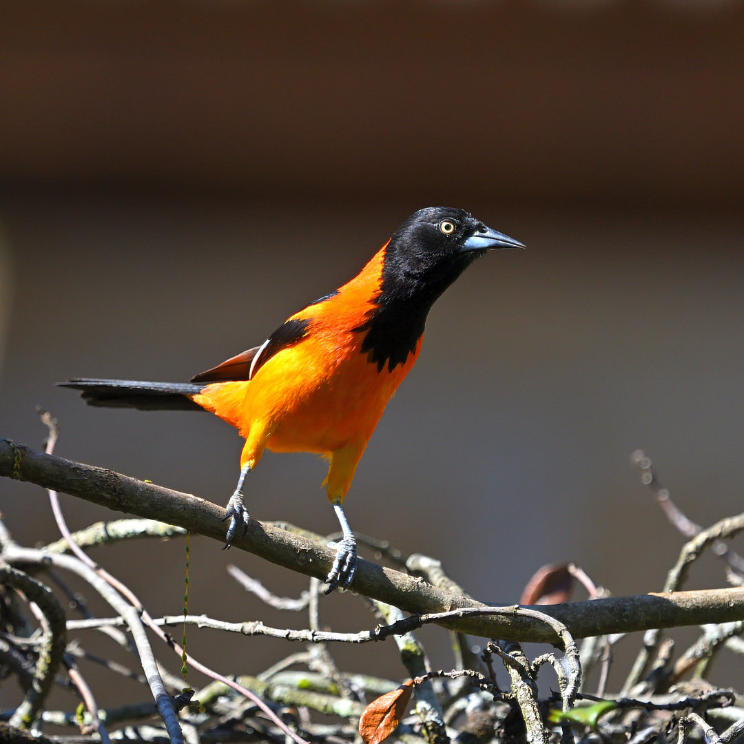 Foto corrupião (Icterus jamacaii) Por Joao Vale | Wiki Aves - A ...