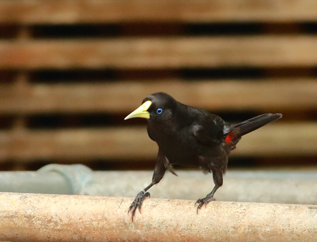 Foto guaxe (Cacicus haemorrhous) Por Ivo Zecchin | Wiki Aves - A ...