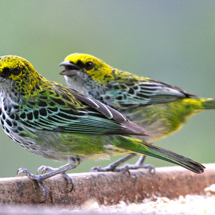 saíra-pintada (Tangara guttata) | WikiAves - A Enciclopédia das Aves do ...