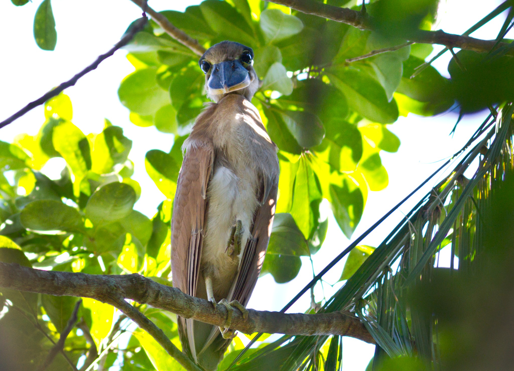 Foto arapapá (Cochlearius cochlearius) Por Marco Cruz | Wiki Aves - A ...