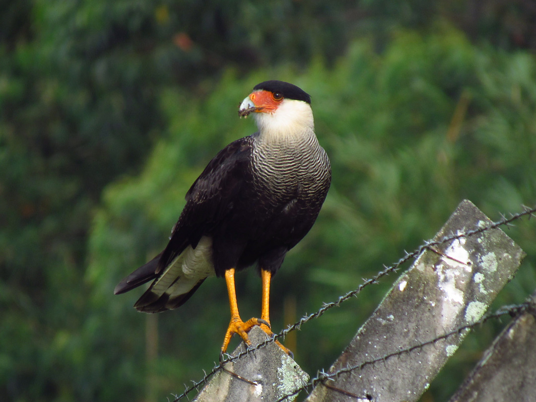 Foto carcará (Caracara plancus) Por Paulo Roberto Raimundo | Wiki Aves ...