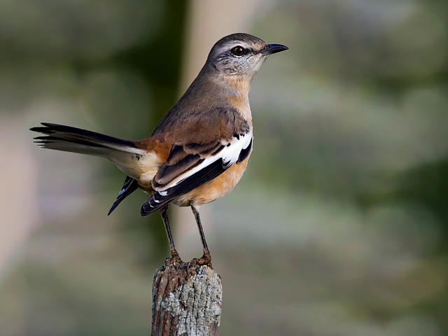 Foto calhandra-de-três-rabos (Mimus triurus) Por Guia Juan Anza | Wiki ...