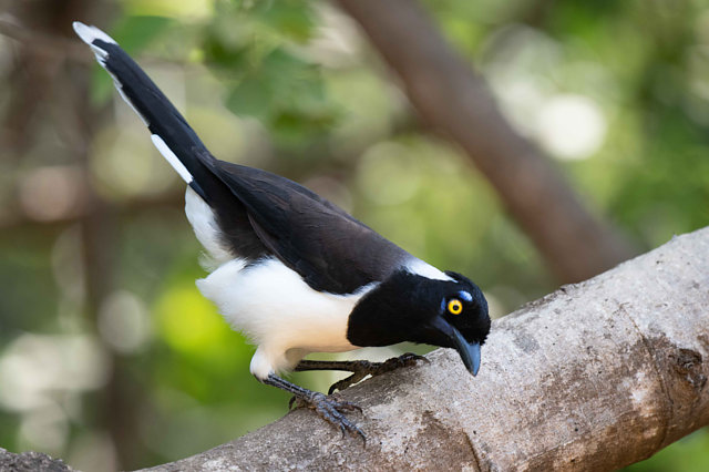 Foto gralha-cancã (Cyanocorax cyanopogon) Por Hudson Martins | Wiki ...