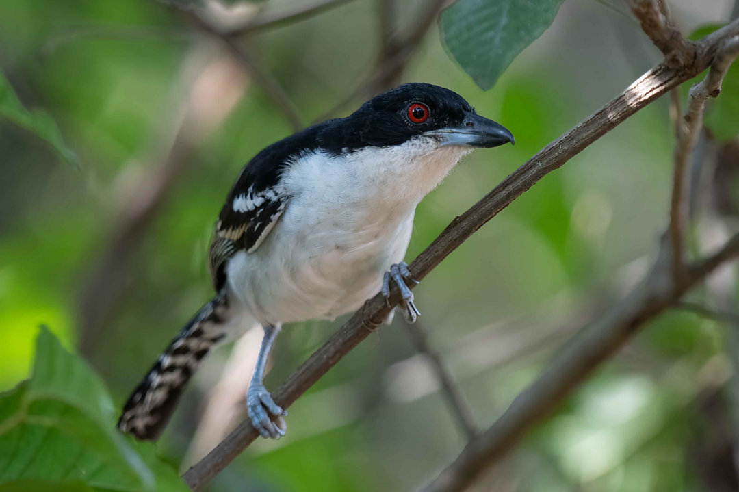 Foto choró-boi (Taraba major) Por Hudson Martins | Wiki Aves - A ...