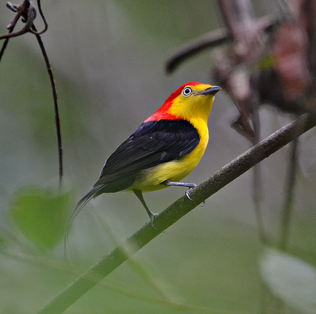 Foto rabo-de-arame (Pipra filicauda) Por Luciano Moura | Wiki Aves - A ...