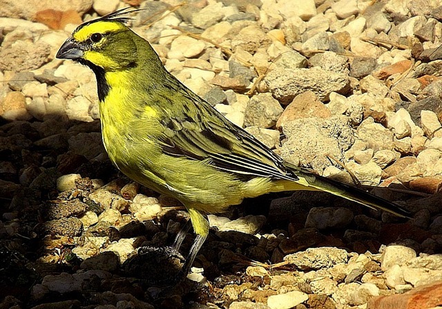 Foto cardeal-amarelo (Gubernatrix cristata) Por Rudimar De Matos | Wiki ...