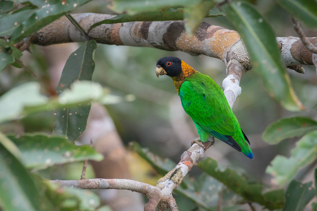 Foto curica-de-chapéu-preto (Pyrilia caica) Por Priscilla Diniz | Wiki ...