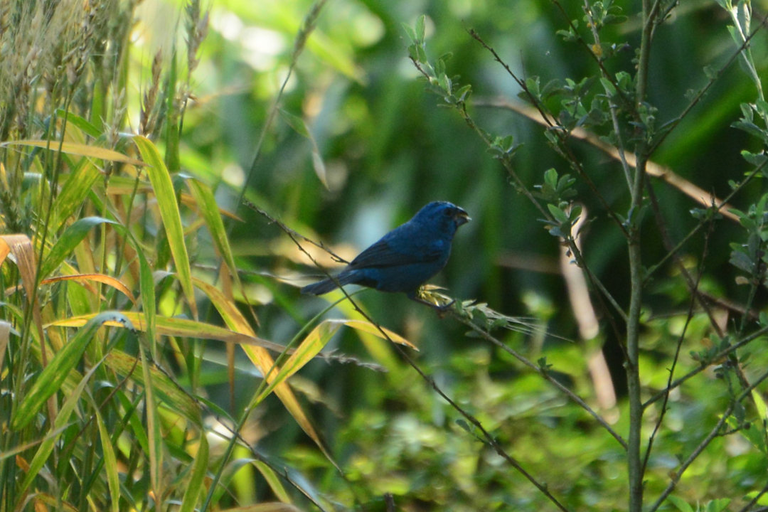 Foto azulinho (Cyanoloxia glaucocaerulea) Por Jean Jr Barcik | Wiki ...