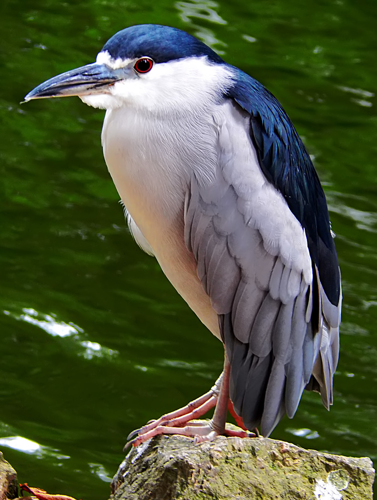 Foto socó-dorminhoco (Nycticorax nycticorax) Por Diogo S. Goncalves ...