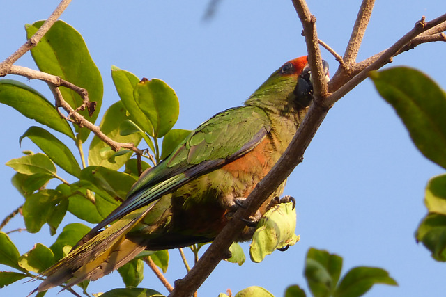 Foto jandaia-de-testa-vermelha (Aratinga auricapillus) Por Márcio R ...
