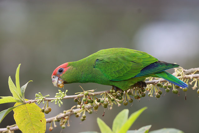 Foto cuiú-cuiú (Pionopsitta pileata) Por Eduardo Rodrigues | Wiki Aves - A Enciclopédia das Aves ...