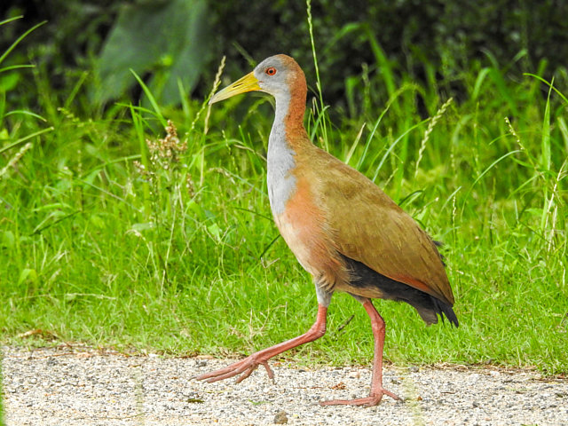 Foto saracuruçu (Aramides ypecaha) Por Luis Weymar Jr | Wiki Aves - A ...