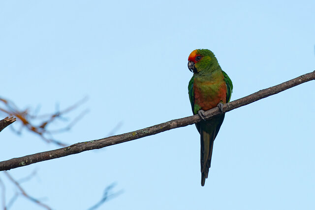 Foto jandaia-de-testa-vermelha (Aratinga auricapillus) Por Luciano ...