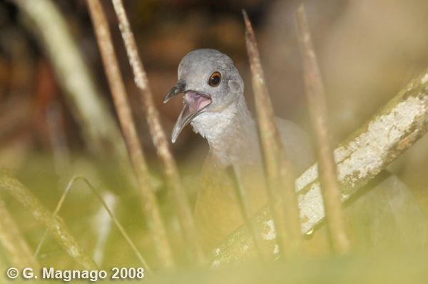 Foto tururim (Crypturellus soui) Por Gustavo Magnago | Wiki Aves - A ...