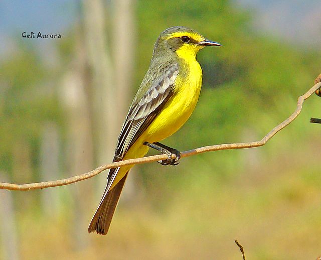Foto suiriri-pequeno (Satrapa icterophrys) Por Celi Aurora | Wiki Aves ...