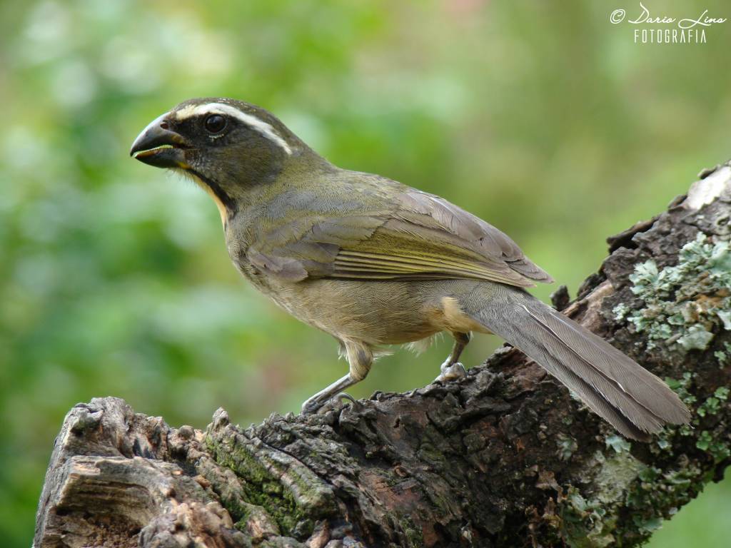 Foto bico-grosso (Saltator maxillosus) Por Dario Lins | Wiki Aves - A ...