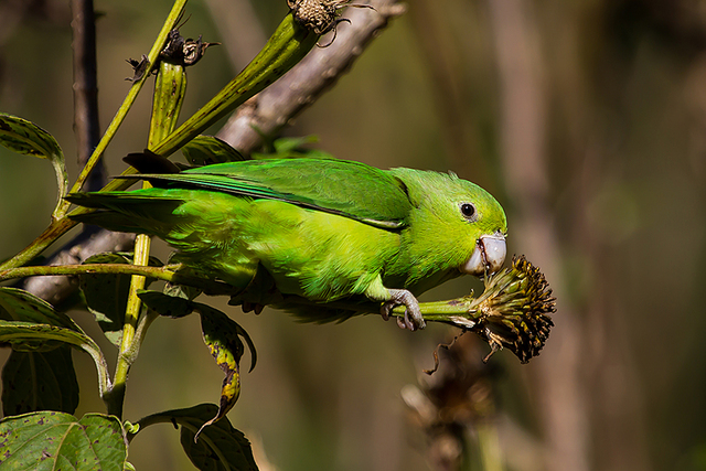 tuim (Forpus xanthopterygius) | WikiAves - A Enciclopédia das Aves do ...