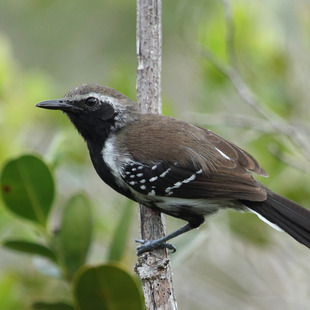 papa-formiga-pardo (Formicivora grisea) | WikiAves - A Enciclopédia das ...