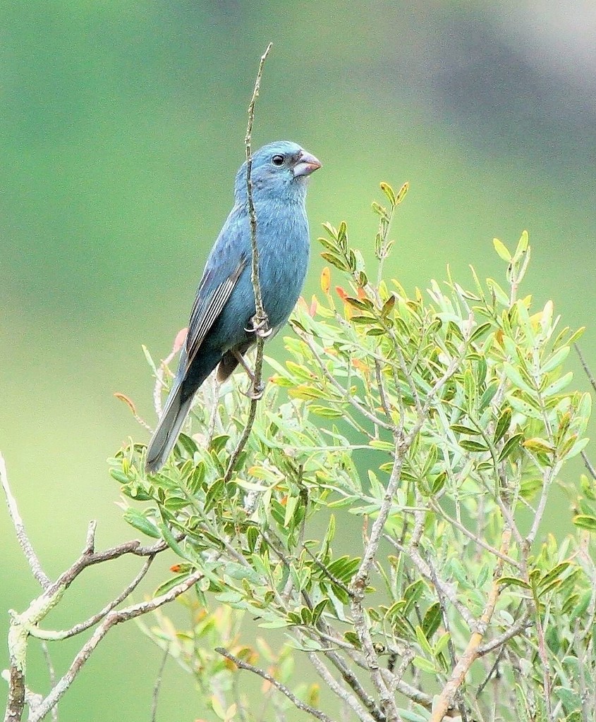 Foto azulinho (Cyanoloxia glaucocaerulea) Por José Branco | Wiki Aves ...