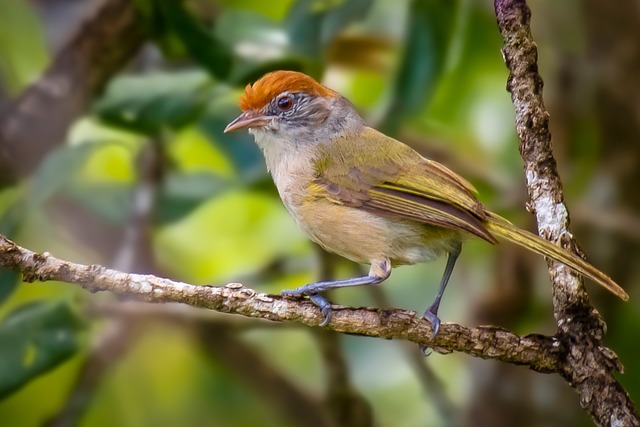 Foto vite-vite-de-olho-cinza (Hylophilus amaurocephalus) Por Marcelo ...
