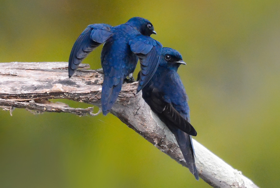 Foto andorinha-azul (Progne subis) Por Lilian Tomazelli | Wiki Aves - A ...