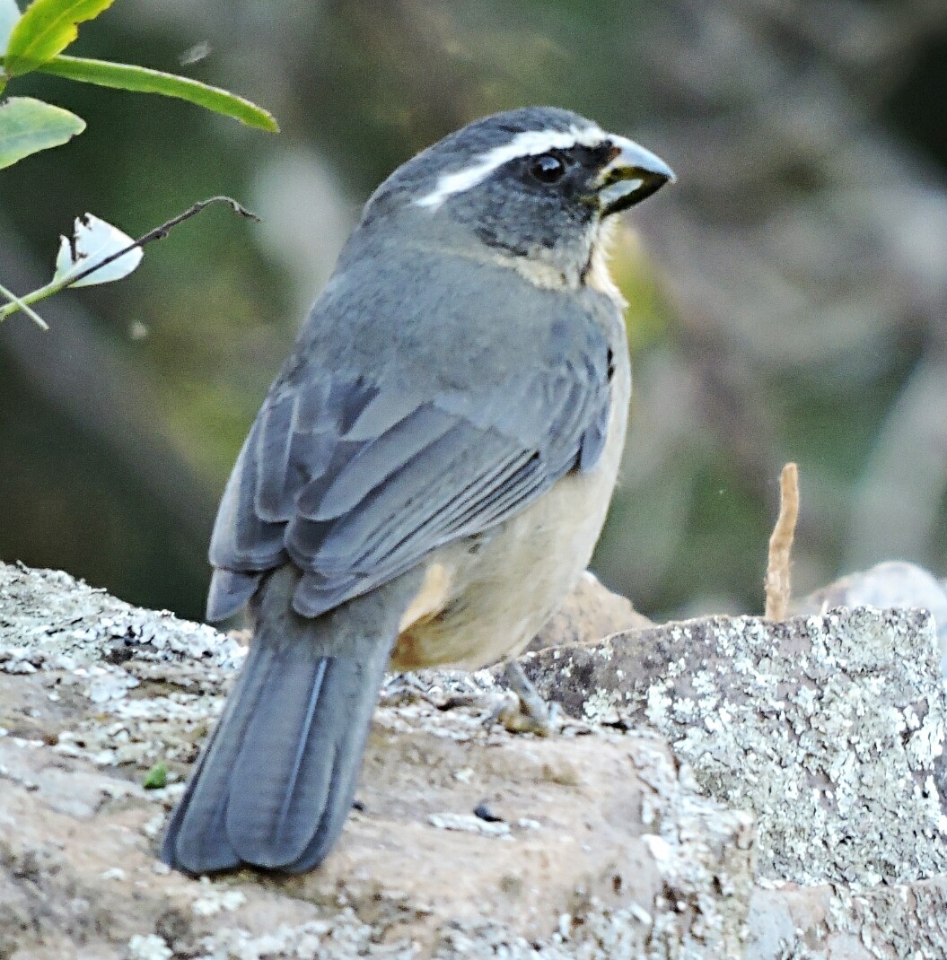 Foto bico-grosso (Saltator maxillosus) Por Edilson Bianchini | Wiki ...