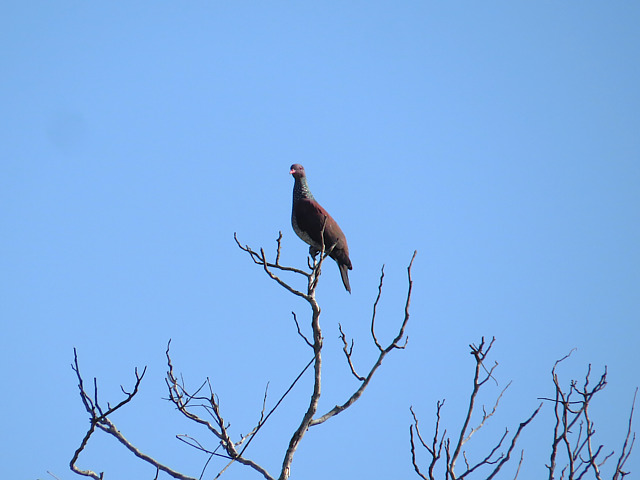 Foto pomba-trocal (Patagioenas speciosa) Por Lorenzo Palma | Wiki Aves ...
