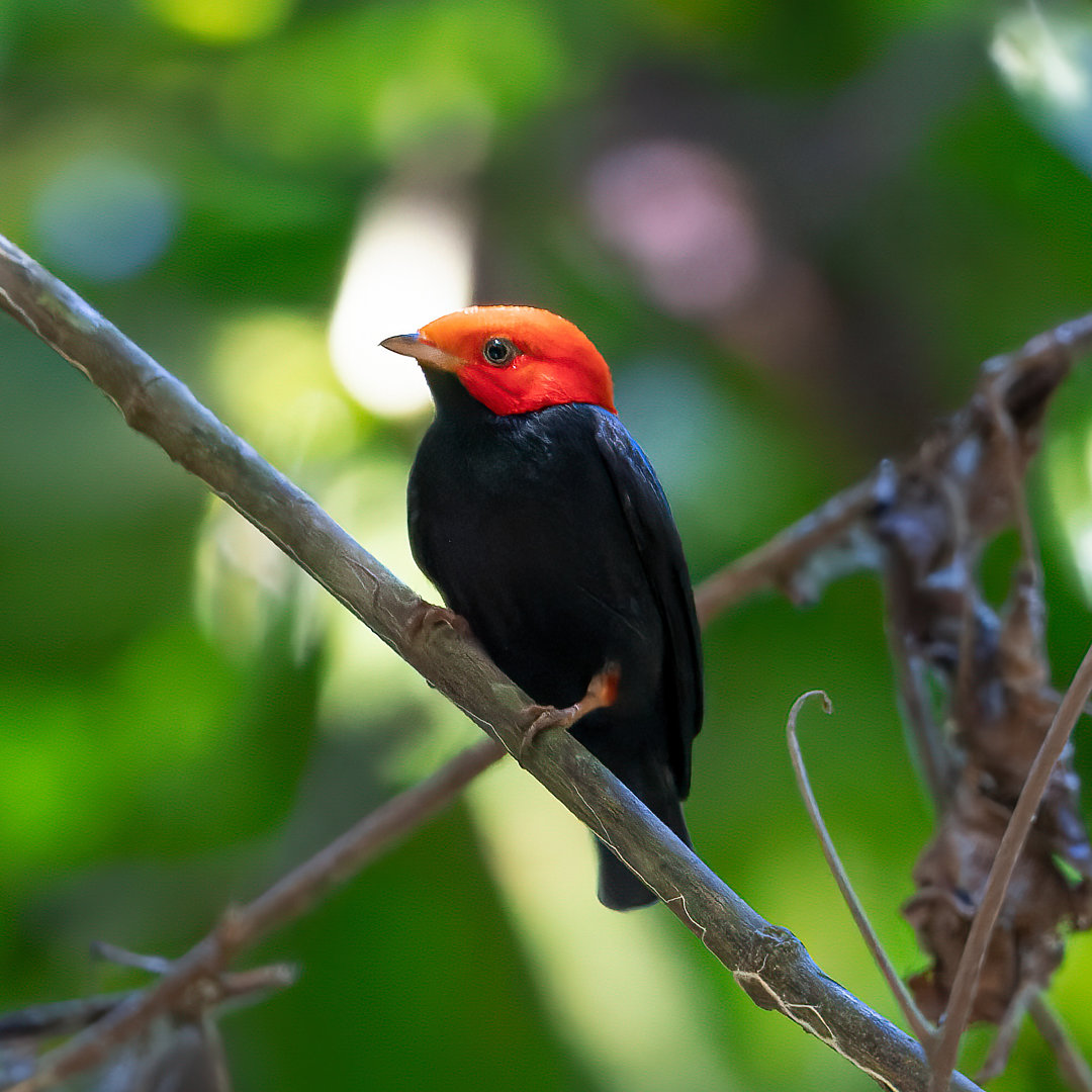 Foto cabeça-encarnada (Ceratopipra rubrocapilla) Por Paulo Mascaretti ...