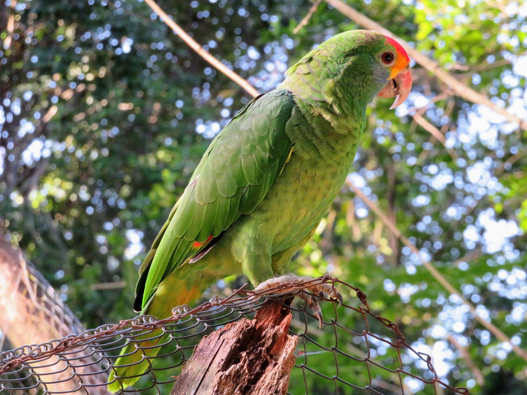 Foto chauá (Amazona rhodocorytha) Por Paulo Q. Menezes | Wiki Aves - A ...