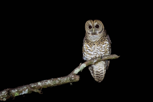 Foto coruja-listrada (Strix hylophila) Por Hudson Martins | Wiki Aves ...