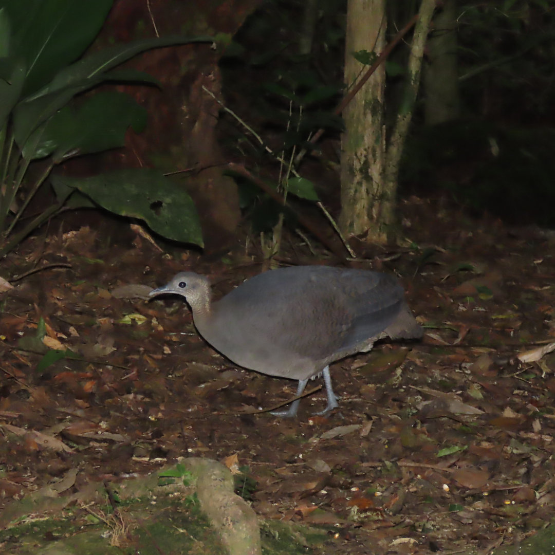 Foto macuco (Tinamus solitarius) Por Ronaldo Rodrigues de Moraes | Wiki ...