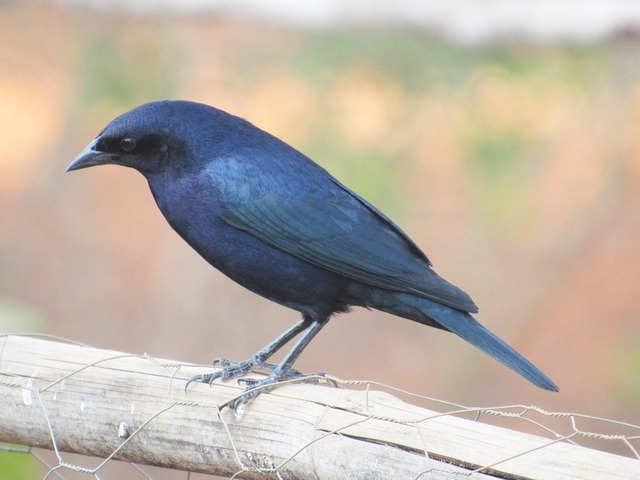 Foto chupim (Molothrus bonariensis) Por Adelton Nascimento | Wiki Aves ...