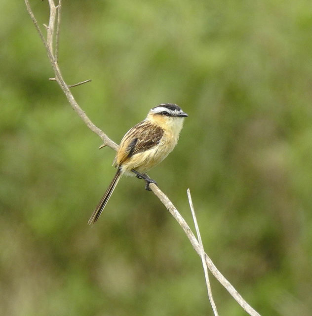 Foto papa-moscas-do-campo (Culicivora caudacuta) Por Alberto Jorge ...