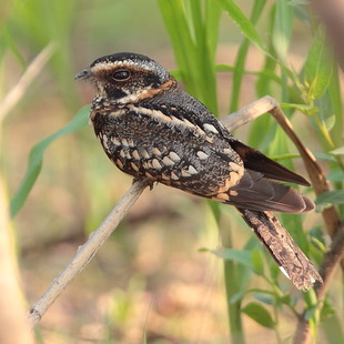 Caprimulgidae | WikiAves - A Enciclopédia das Aves do Brasil