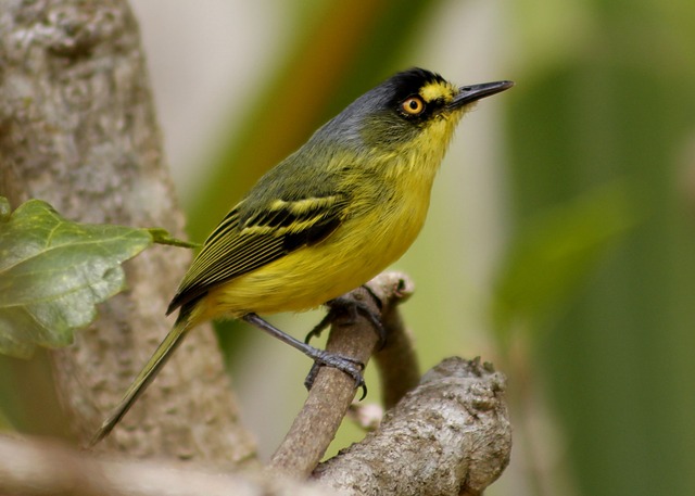 Foto teque-teque (Todirostrum poliocephalum) Por Francisco Assis ...