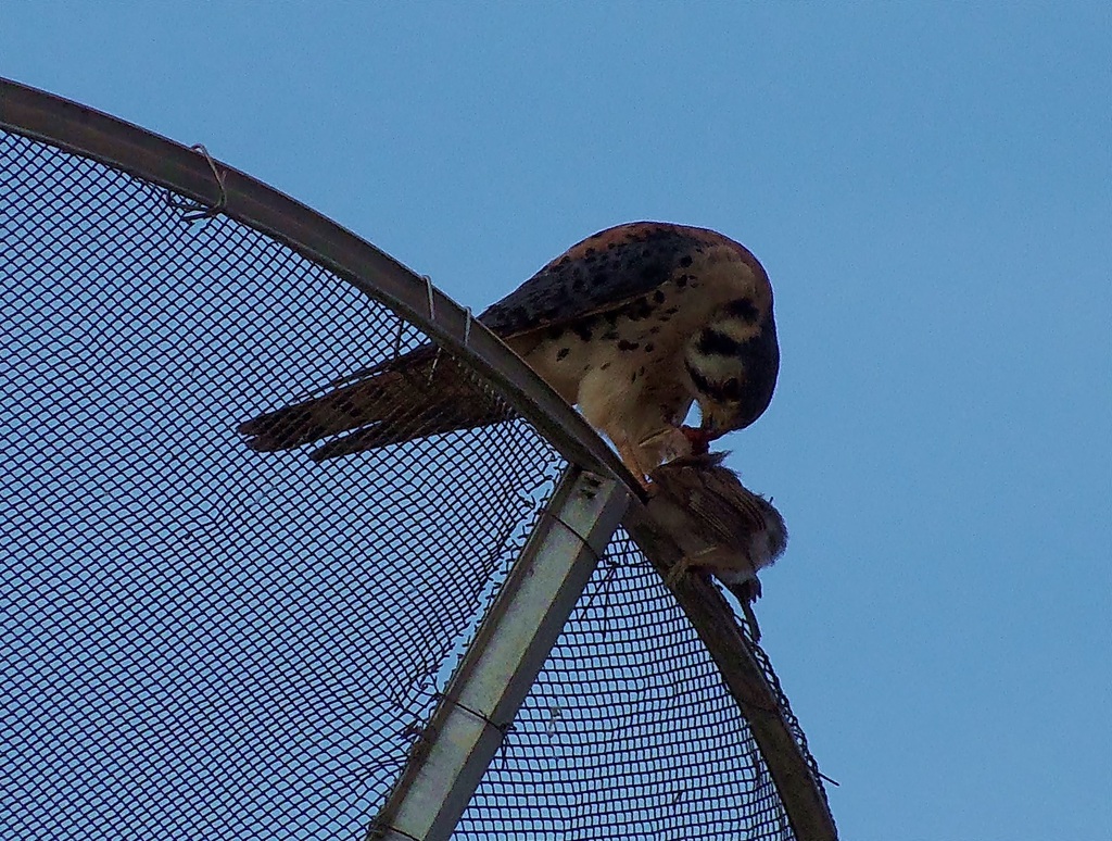 Foto quiriquiri (Falco sparverius) Por Gabriel Surek | Wiki Aves - A ...