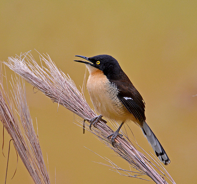 japacanim (Donacobius atricapilla) | WikiAves - A Enciclopédia das Aves ...
