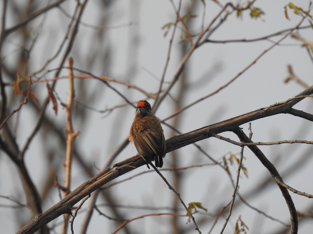Foto picapauzinho-pintado (Picumnus pygmaeus) Por Carlos Moreira | Wiki ...