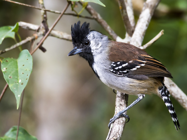 choca-do-nordeste (Sakesphoroides cristatus) | WikiAves - A ...