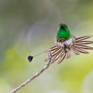Apodiformes | WikiAves - A Enciclopédia das Aves do Brasil