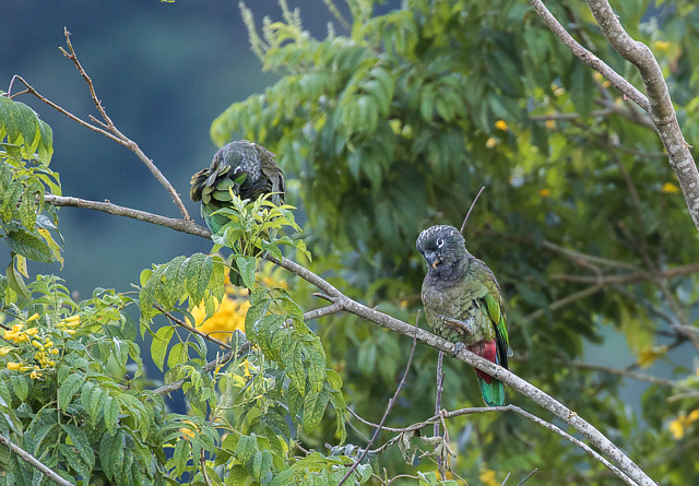 Foto maitaca-verde (Pionus maximiliani) Por Sergio Berkenbrock | Wiki ...