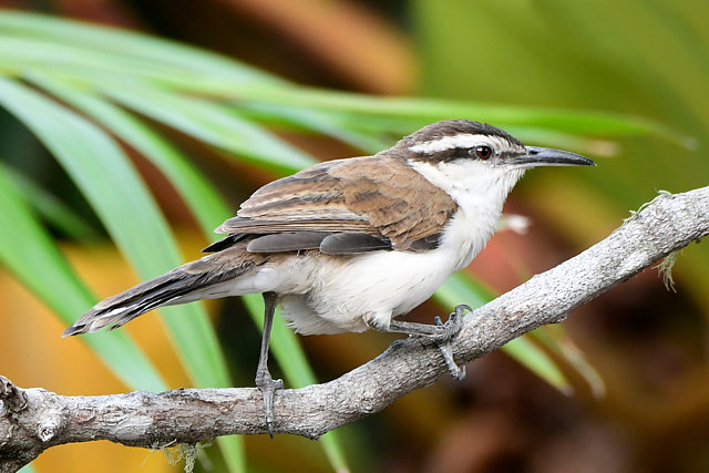 Foto garrincha-dos-lhanos (Campylorhynchus griseus) Por Jorge Macêdo ...