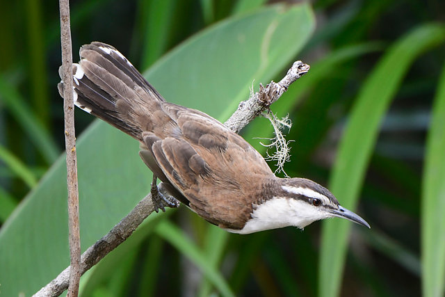 Foto garrincha-dos-lhanos (Campylorhynchus griseus) Por Jorge Macêdo ...